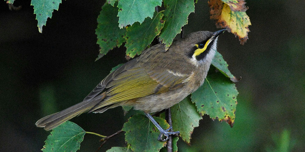 Autumn Birdwatching in Australia: Binoculars for Spotting Migratory Bi ...